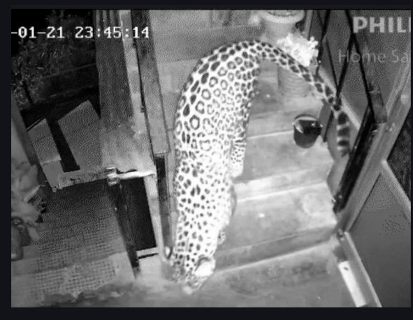 CCTV captures Leopard inside Shimla house at night, residents demand ...